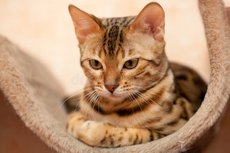 Bengal Cat Interested in Something Stock Image - Image of animal ...