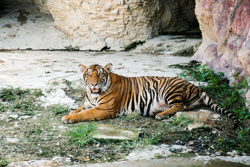 Beautiful Bengal Tiger is in Front of Cave Stock Image - Image of ...