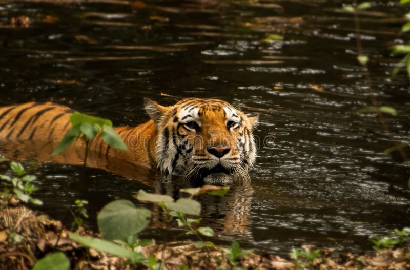 Beautiful Bengal Tiger Relaxing in Forest Pool. Stock Photo - Image of ...