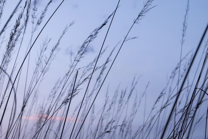 Beautiful Bent Grass Waving in the Wind at Dusk Stock Image - Image of ...