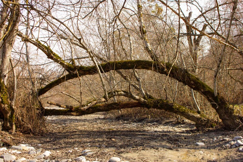 Beautiful Bent Tree Over the River Stock Image - Image of spring, river ...
