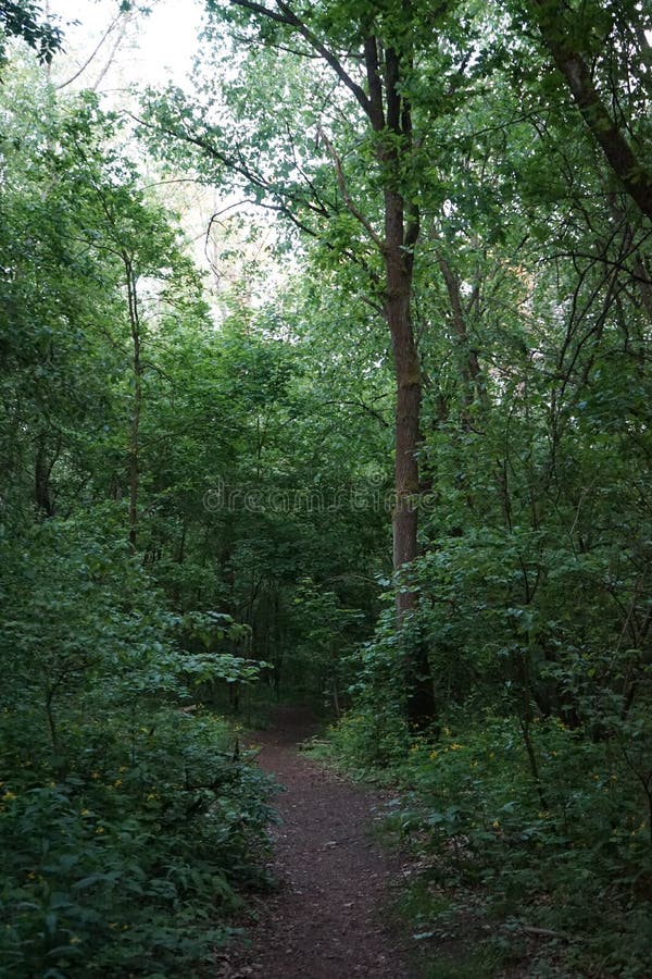 Beautiful Berlin Forest in Spring. Berlin, Germany Stock Image - Image ...