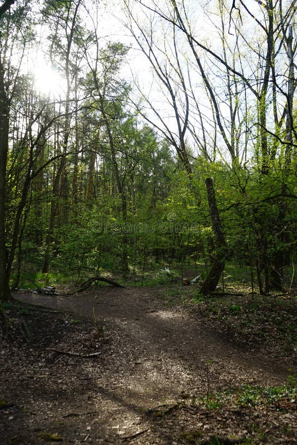 Beautiful Berlin Forest in Spring. Berlin, Germany Stock Photo - Image ...