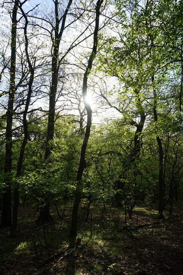 Beautiful Berlin Forest in Spring. Berlin, Germany Stock Image - Image ...