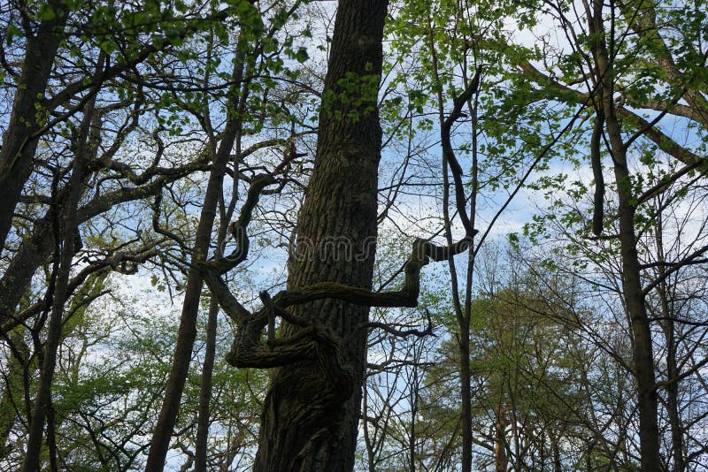 Beautiful Berlin Forest in Spring. Berlin, Germany Stock Photo - Image ...