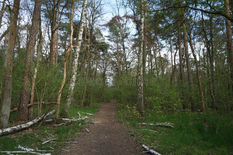 Beautiful Berlin Forest in Spring. Berlin, Germany Stock Photo - Image ...