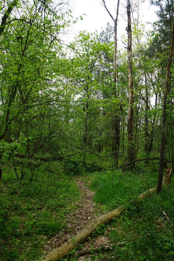 Beautiful Berlin Forest in Spring. Berlin, Germany Stock Photo - Image ...