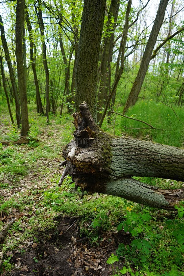 Beautiful Berlin Forest in Spring. Berlin, Germany Stock Image - Image ...