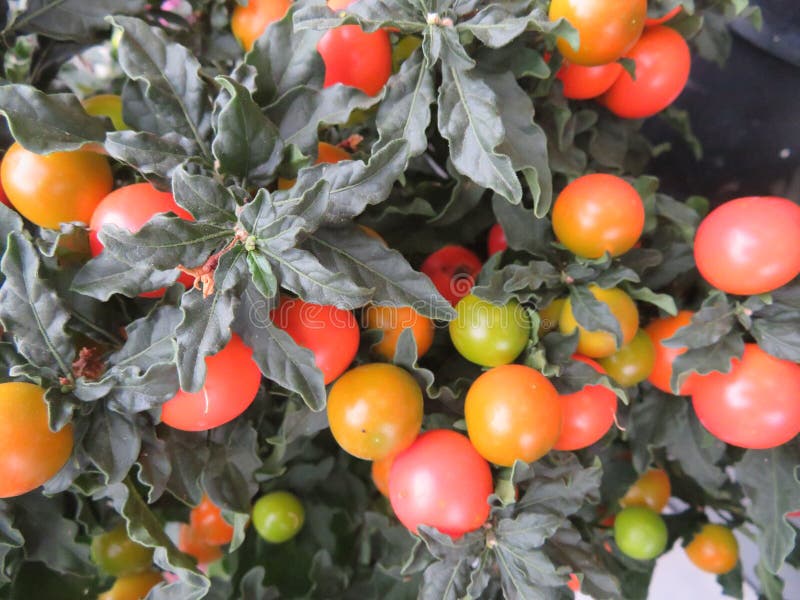 Beautiful Berries of Natural and Fresh Color Stock Image - Image of ...