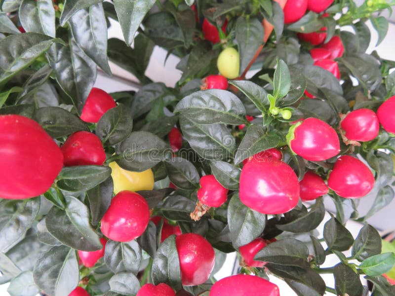 Beautiful Berries of Natural and Fresh Color Stock Photo - Image of ...