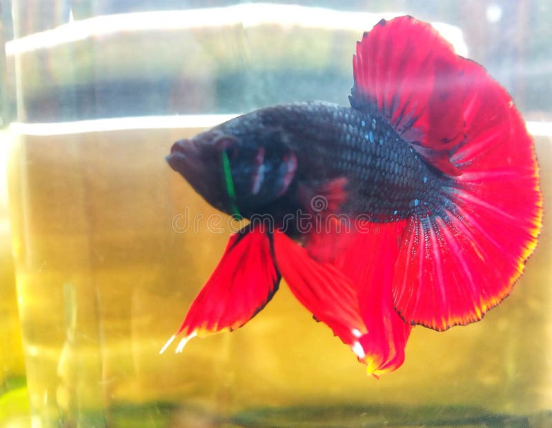 Beautiful Betta Fish from Indonesia Stock Photo - Image of indonesia ...