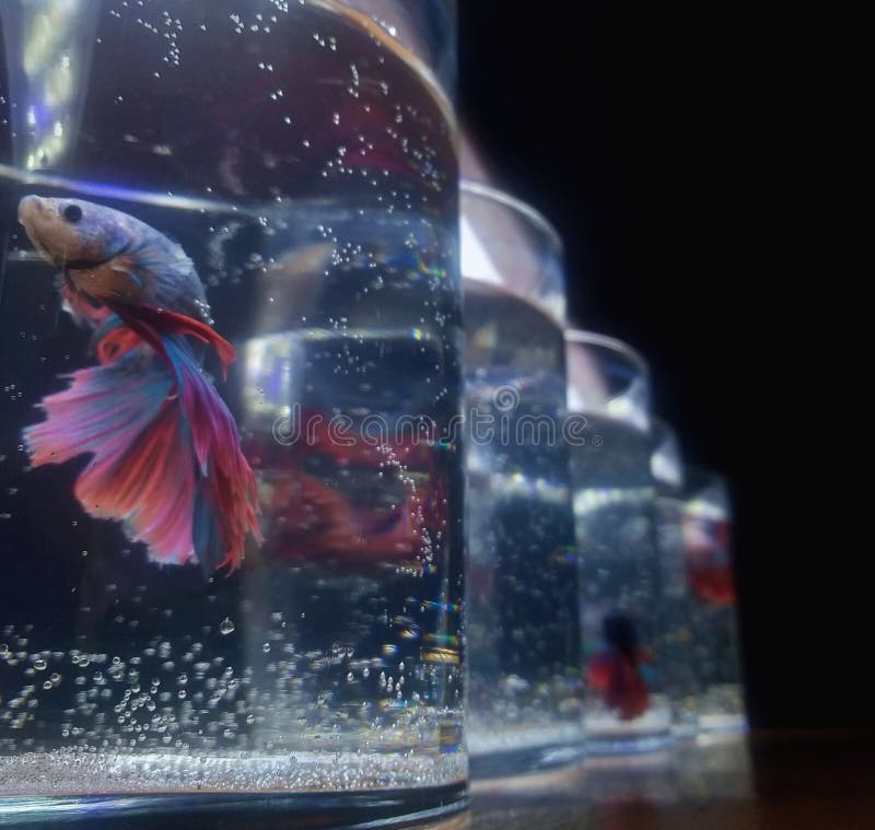 Beautiful Betta Fish in a Small Tank Stock Image - Image of fish ...