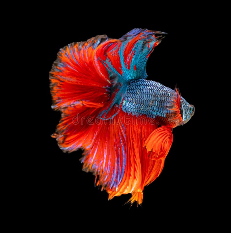 Beautiful Betta Splendens Half Moon Siamese Betta Fish on Black ...