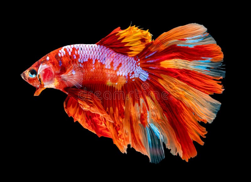 Beautiful Betta Splendens Half Moon Siamese Betta Fish On Black ...