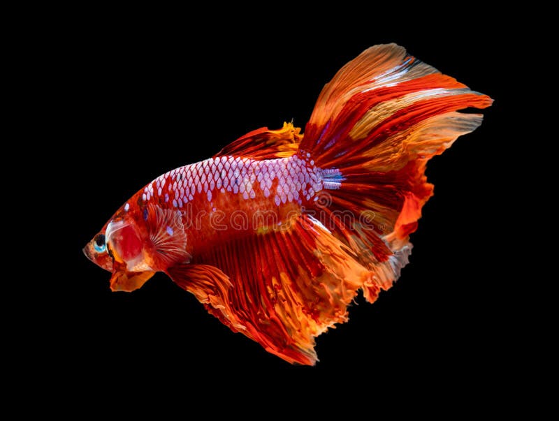 Beautiful Betta Splendens Half Moon Siamese Betta Fish on Black ...