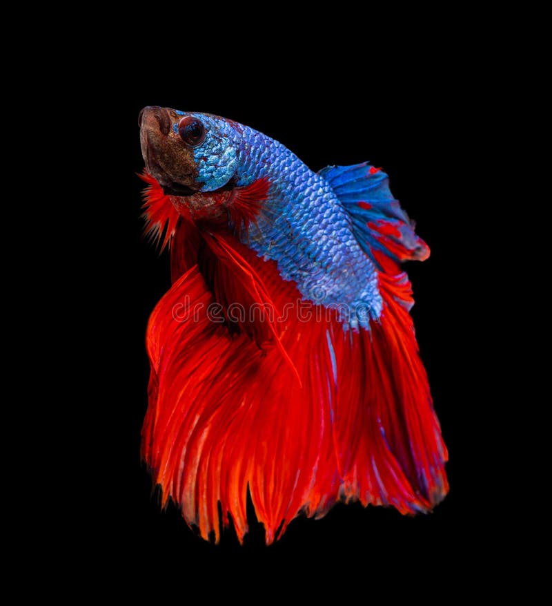 Beautiful Betta Splendens Half Moon Siamese Betta Fish Stock Image ...