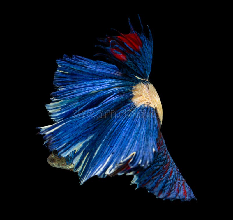 Beautiful Betta Splendens Half Moon Siamese Betta Fish Stock Image ...