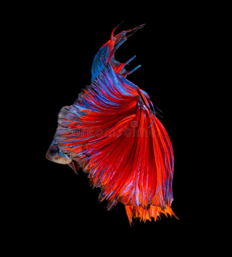 Beautiful Betta Splendens Half Moon Siamese Betta Fish Stock Photo ...