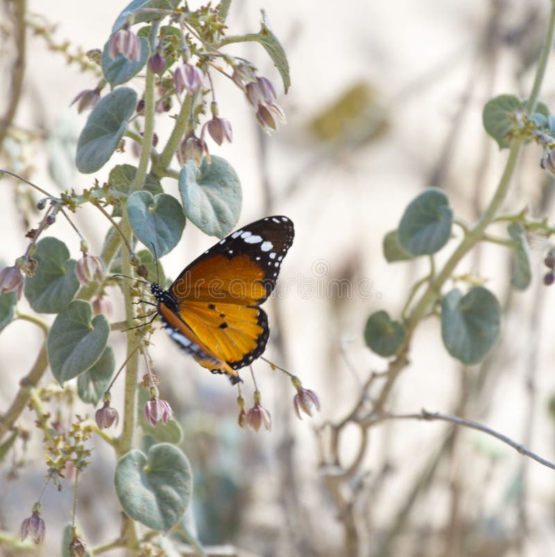 Beautiful Betterfly on Nature Stock Photo - Image of invertebrate, moth ...