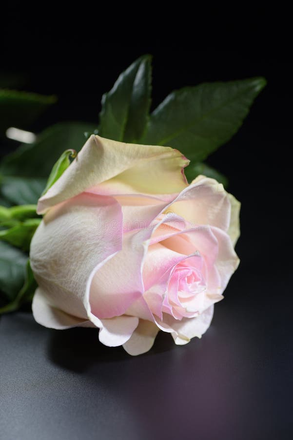 Pink Rose Macro on Black Background Stock Photo - Image of open, love ...