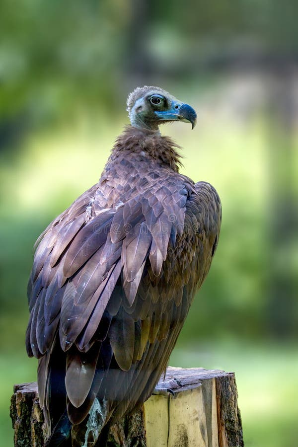 Beautiful Big Bird Animal Griffin Stock Photo - Image of fauna, ecology ...