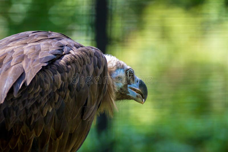 Beautiful Big Bird Animal Griffin Stock Image - Image of avian, prey ...