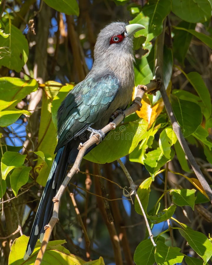 A Beautiful Big Bird of Black Bellied Malkoha Perching on Tree Branch ...