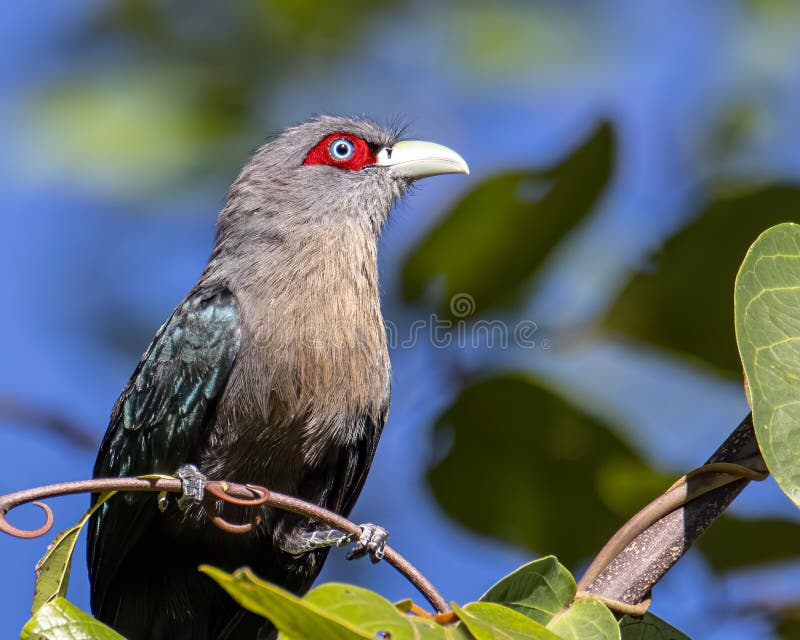 A Beautiful Big Bird of Black Bellied Malkoha Perching on Tree Branch ...