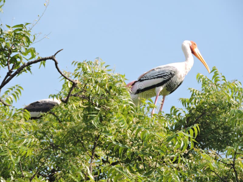 Big Bird Type Beautiful Flying White Black Rose Colour Stock Photo ...