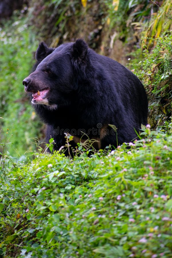 Beautiful Big Black Bear in the Forest Stock Photo - Image of beautiful ...