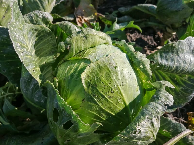 Beautiful Big Cabbage in the Garden. Cabbage Close-up - Top View. White ...