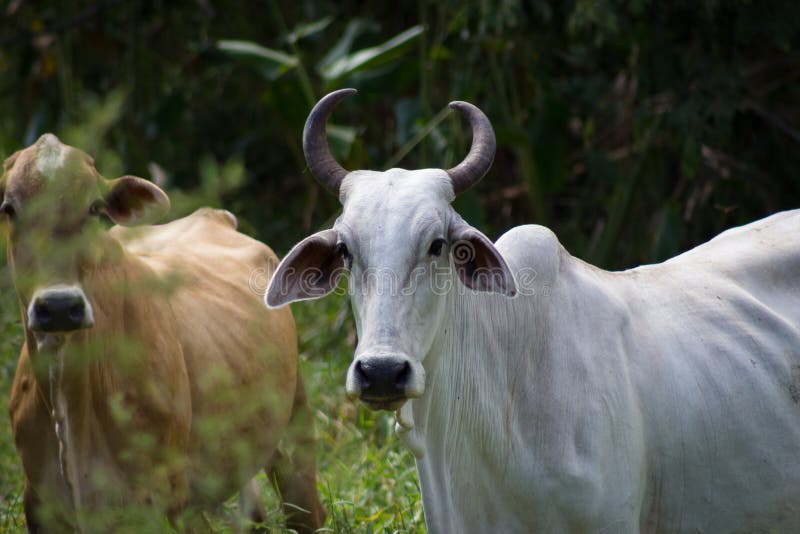 394 Venezuela Countryside Stock Photos - Free & Royalty-Free Stock ...