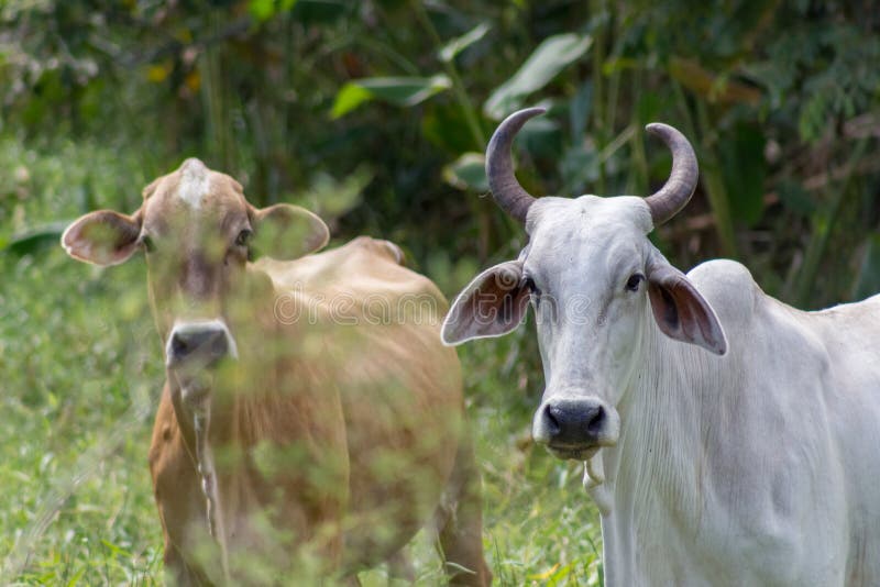 Venezuela, livestock stock image. Image of ruminant, clouds - 9545299