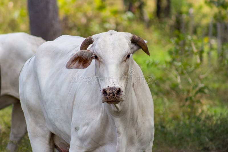 Venezuela, livestock stock image. Image of ruminant, clouds - 9545299