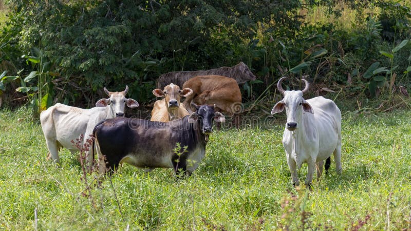 Beautiful Big Cow in Venezuela Stock Image - Image of farm, grass ...