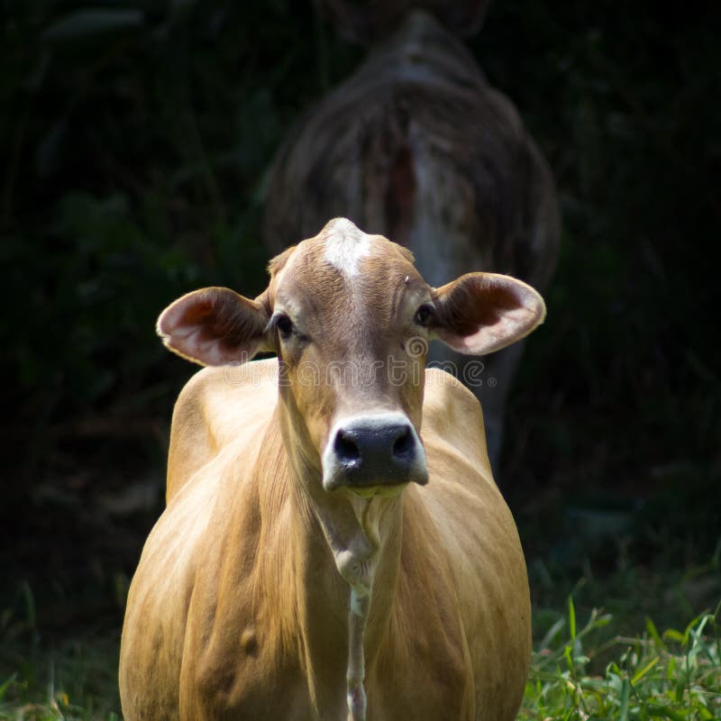 Beautiful Big Cow in Venezuela Stock Image - Image of grass, rural ...