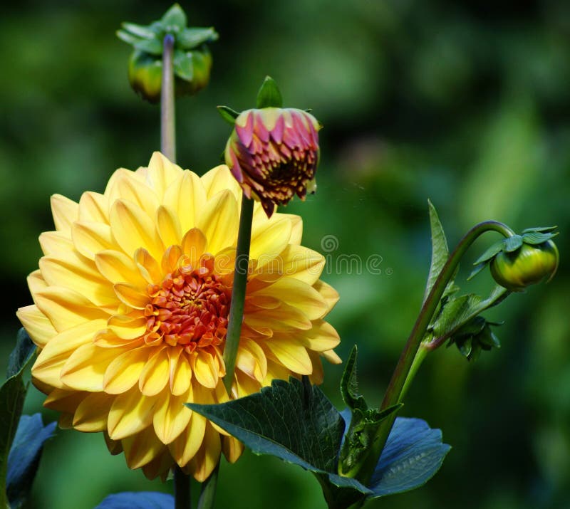 Beautiful Big Dahlia Flower Stock Photo - Image of flowering, flower ...