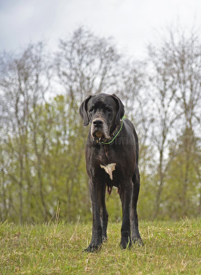 Beautiful big dog stock image. Image of dane, wind, hill - 94714699