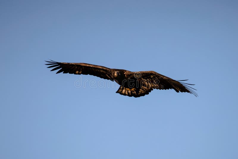Beautiful Big Eagle Flying High in a Blue Sky Stock Photo - Image of ...