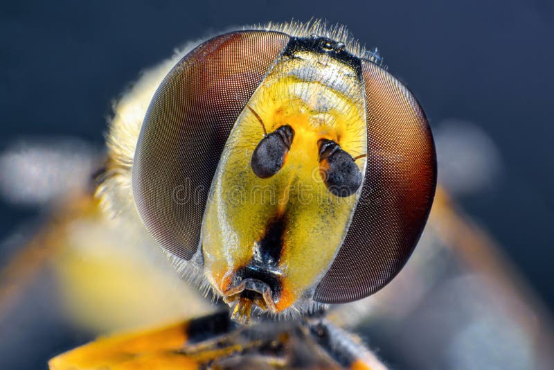 Beautiful Big Eyes of the Fly Stock Image - Image of macro, insect ...