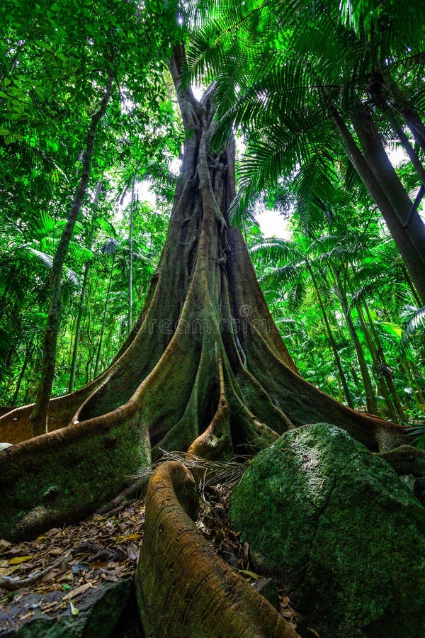 Root System Of A Tree In Tropical Forest Stock Image - Image of nature ...