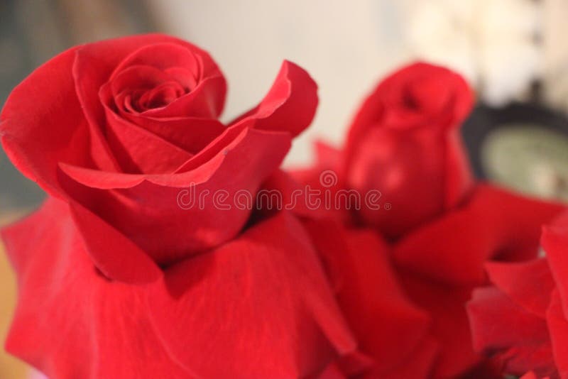 Beautiful Big Frech Red Roses in Bloom Stock Image - Image of marriage ...