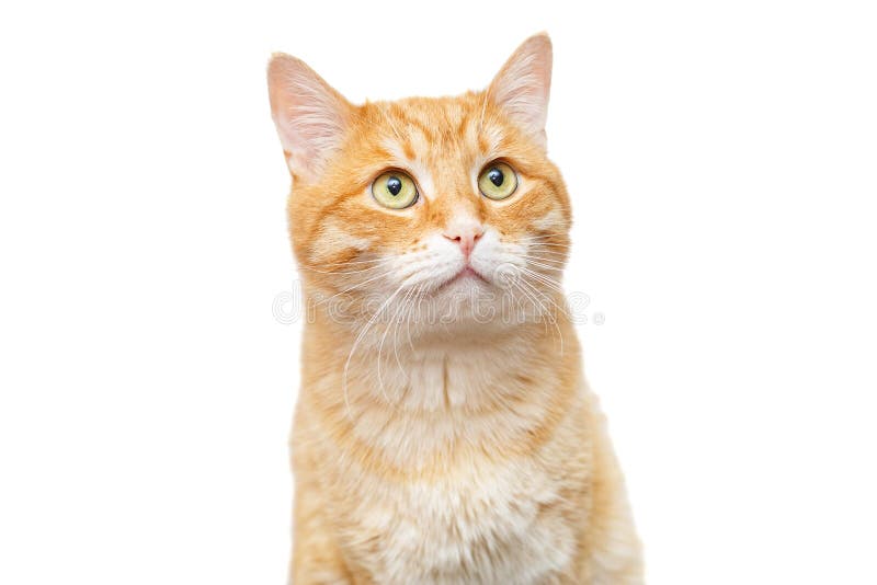 Beautiful, big ginger cat stock photo. Image of mammal - 180715878