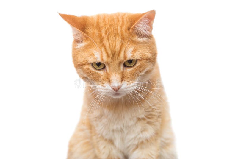 Beautiful, big ginger cat stock photo. Image of young - 182601148