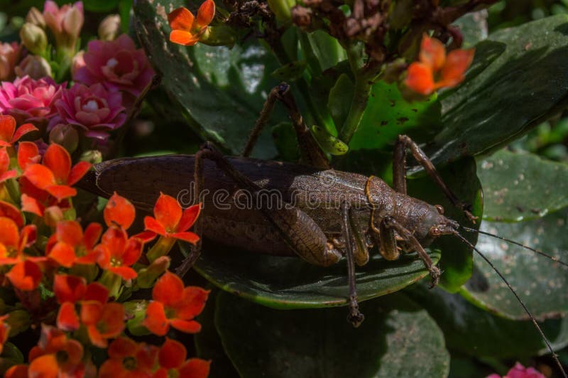 Smell Grasshopper Stock Photos - Free & Royalty-Free Stock Photos from ...