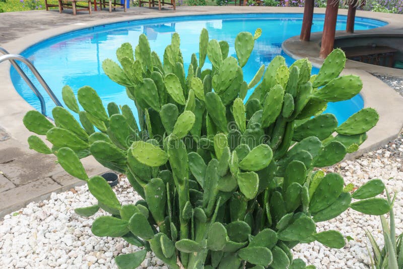 Palm Tree Swimming Pool Cactus Stock Photos - Free & Royalty-Free Stock ...