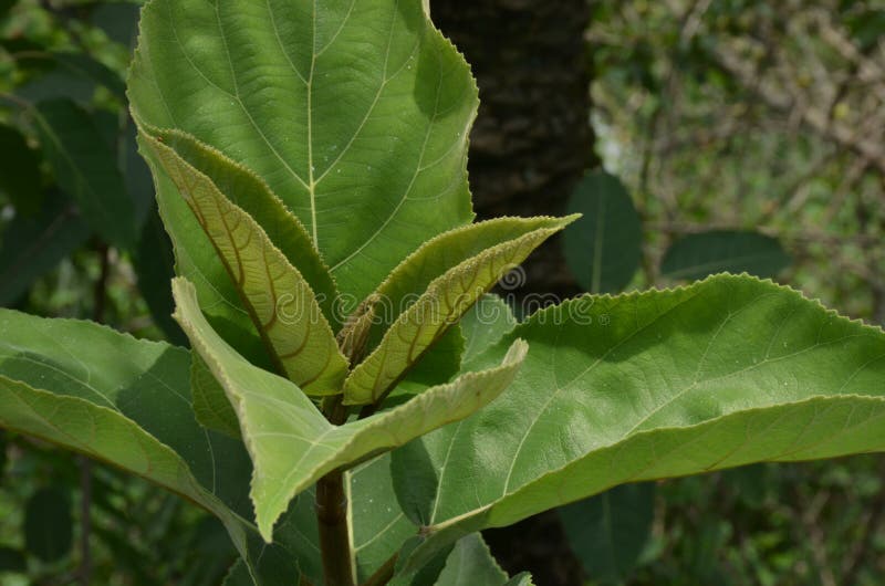 Beautiful Big Green Leaves with Plant in the Forest Stock Photo - Image ...