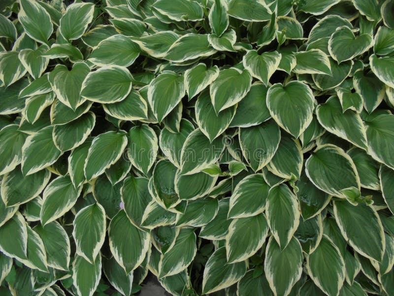 Very Beautiful Big Green Leaves Texture Stock Photo - Image of nature ...