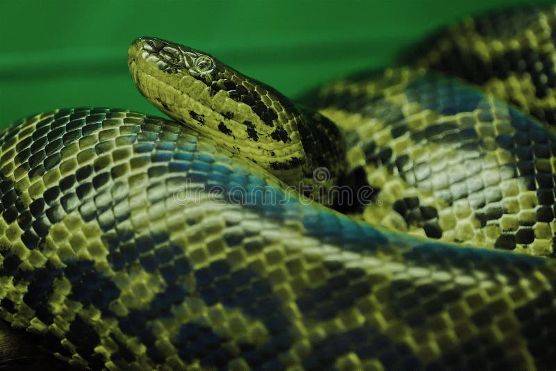 Beautiful Big Green Snake in the Aquarium Stock Image - Image of skin ...