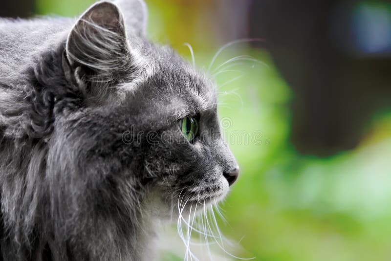 Beautiful Big Grey Cat with Green Eyes Stock Photo - Image of glance ...